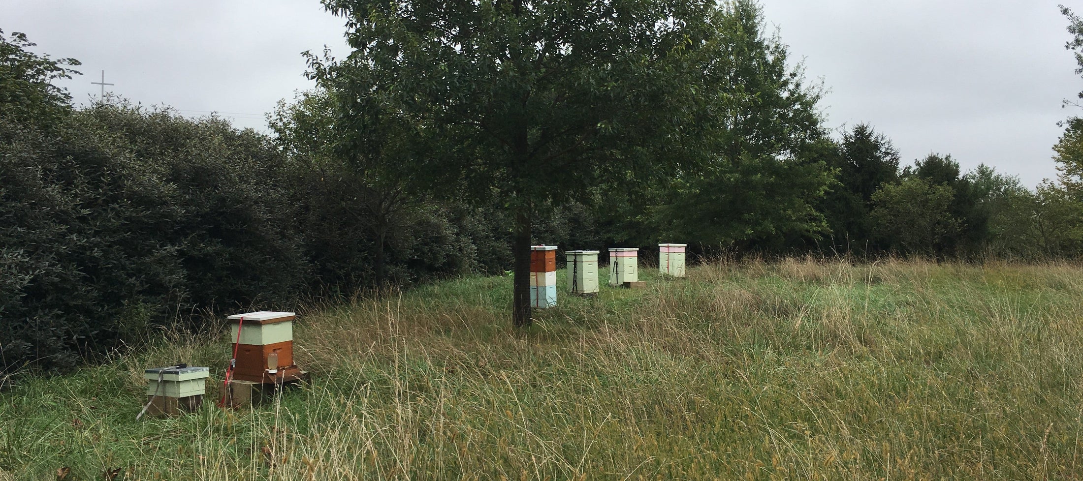 Spring Apiary Report: Weathering a Cold, Wet Season – Appalachian Wax Works